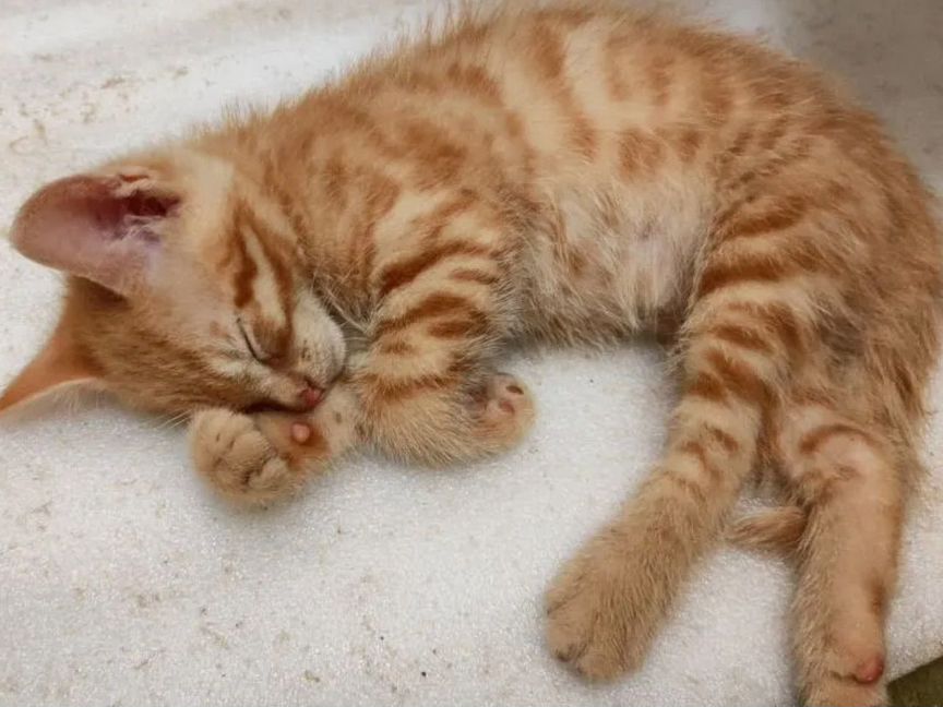 Котенок рыжий мальчик в очень добрые руки
