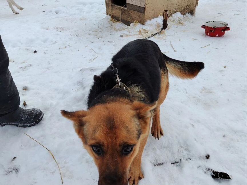 Собаке необходимы добрые руки,sos