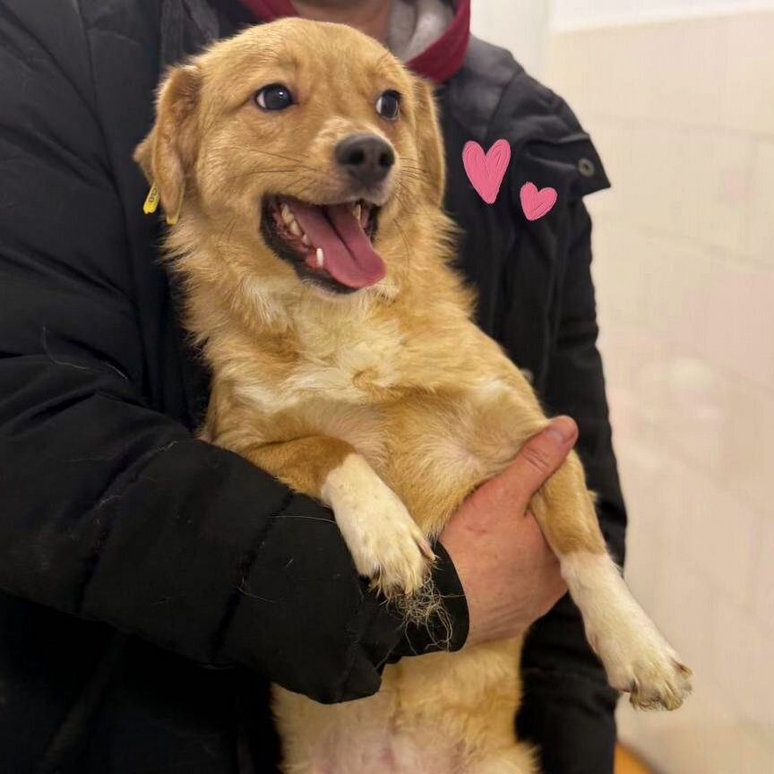 Взрослый пёс в добрые руки