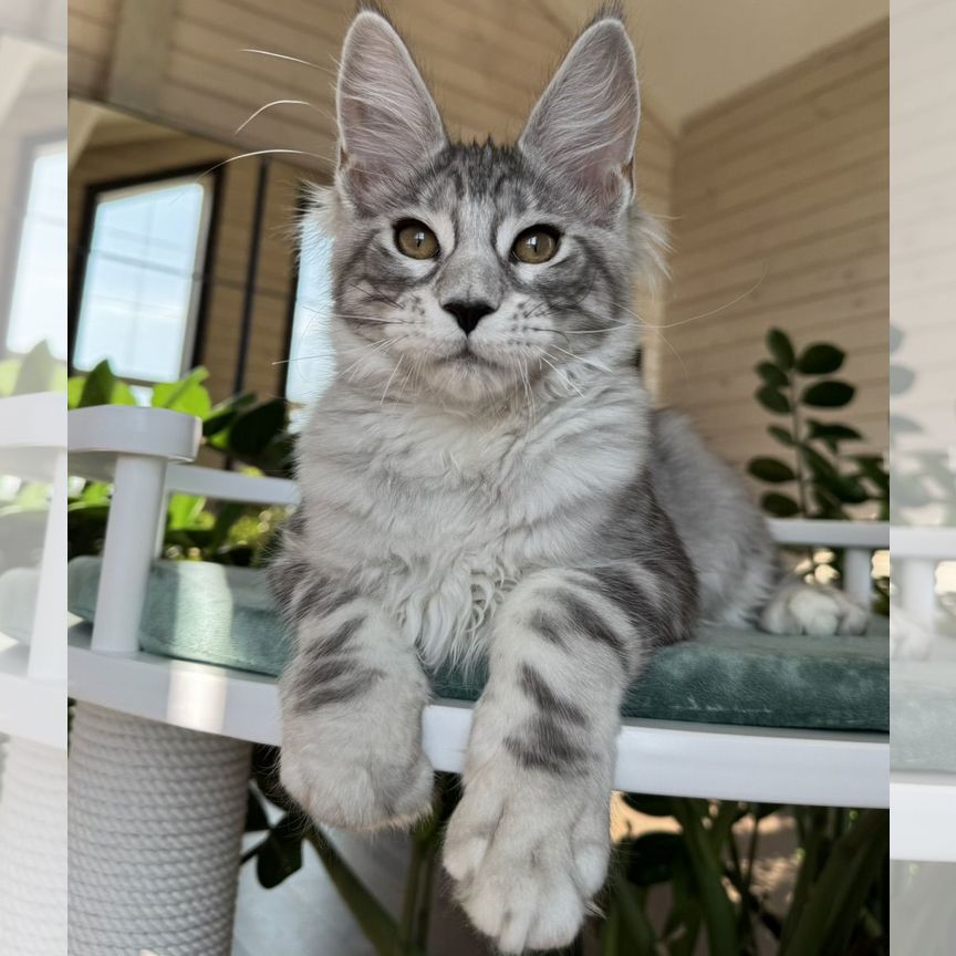 Мейн-кун котёнок