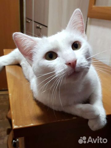 Турецкая ангора мальчик 9мес кастрирован Цезарь