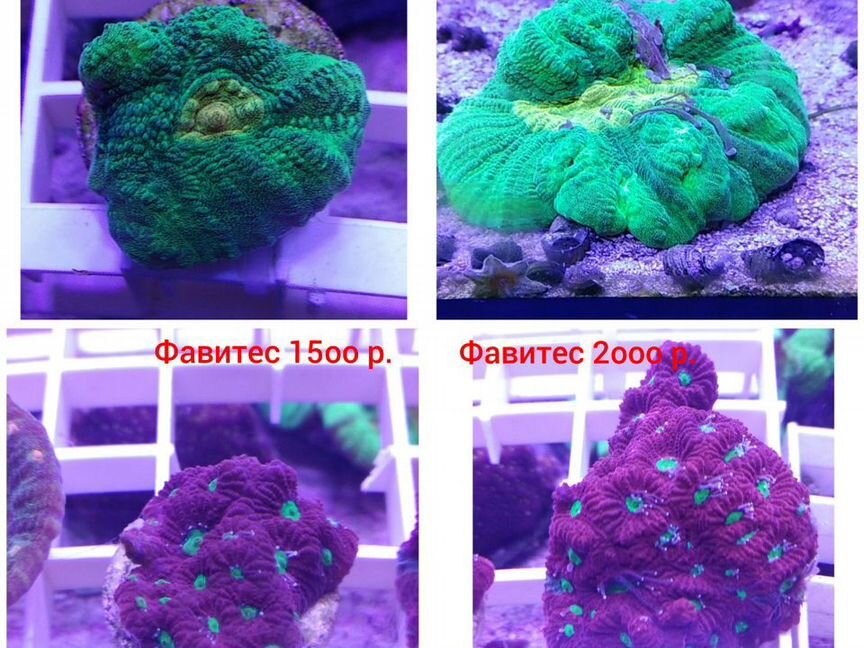 Живые кораллы для морского аквариума