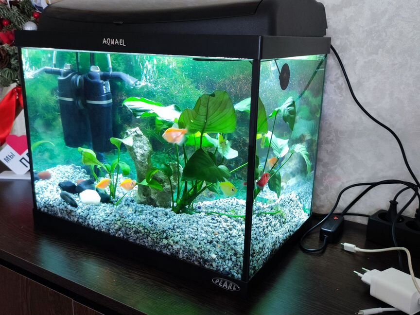 Продам аквариум со всем содержимым