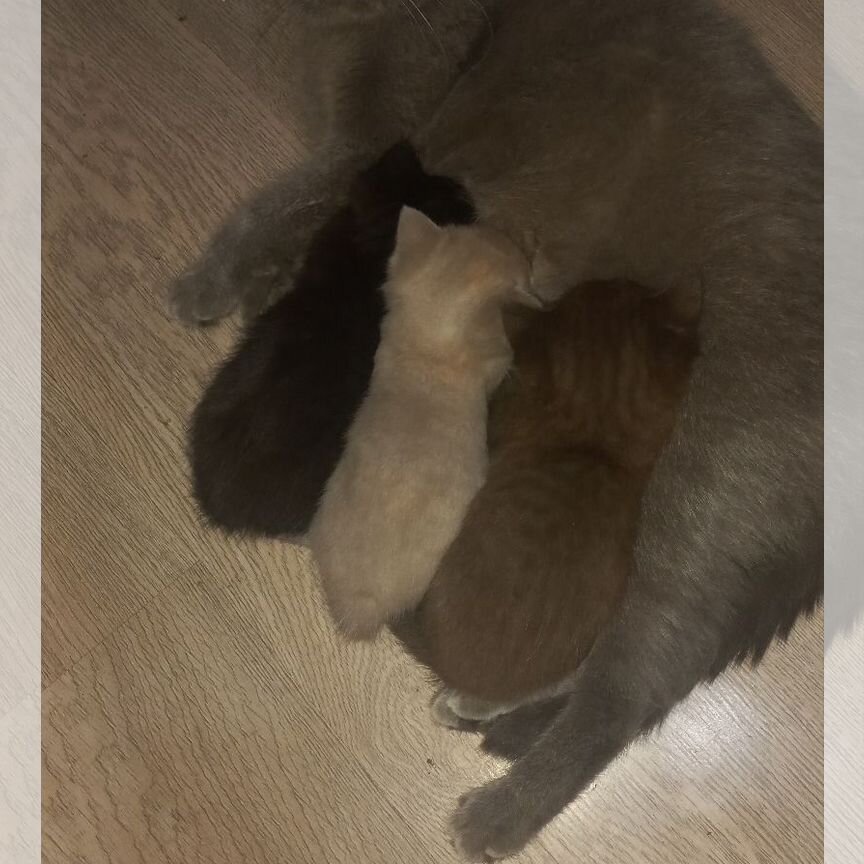 Британские котята