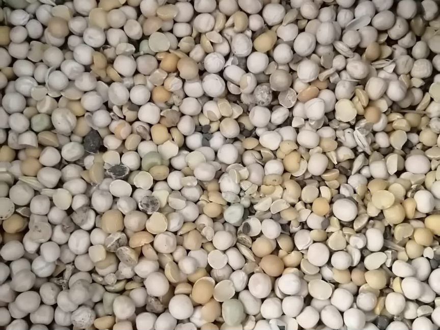 Горох кормовой