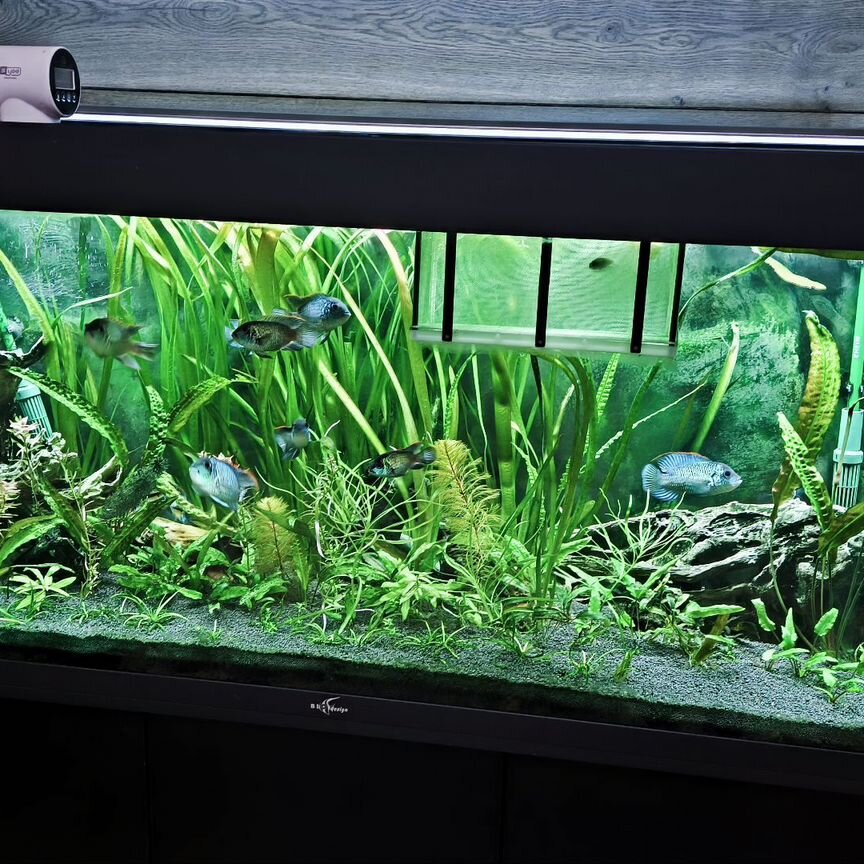 Наннакара неоновая, нерестящееся пара