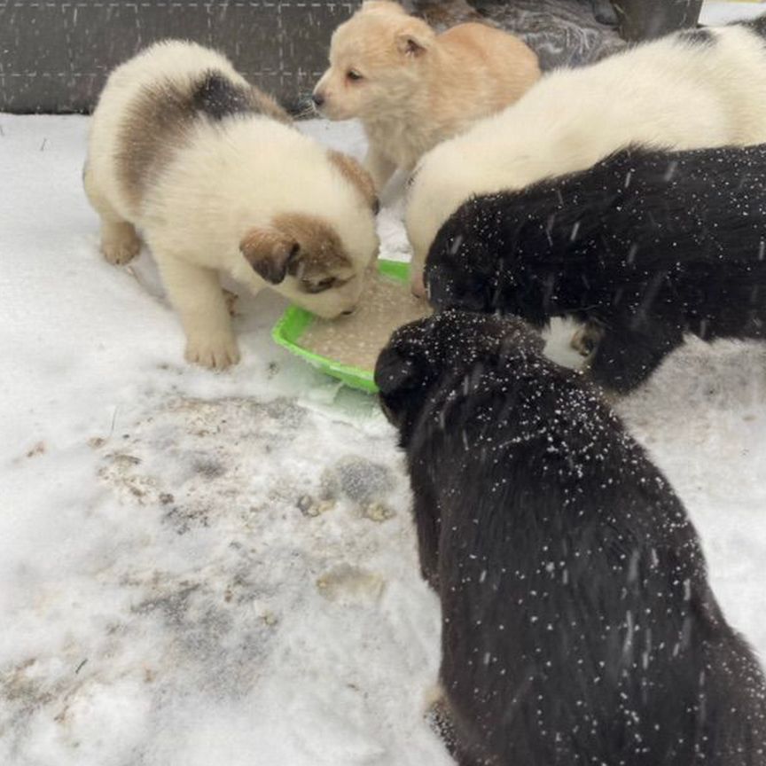 Щенок в добрые руки