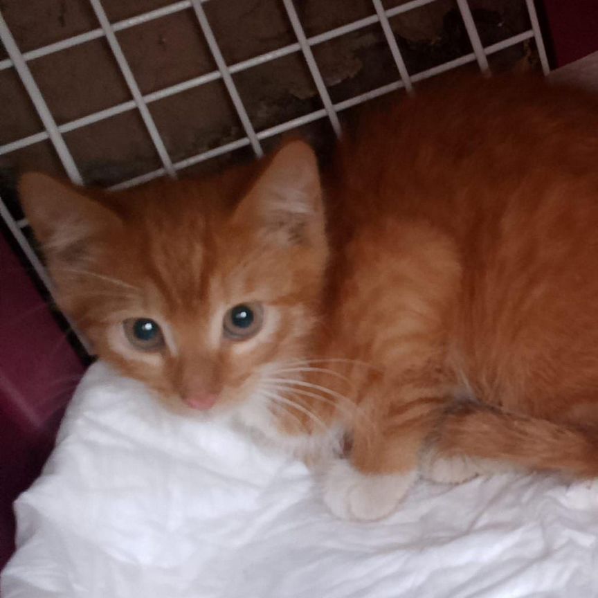 Рыжий лапушка ищет домик