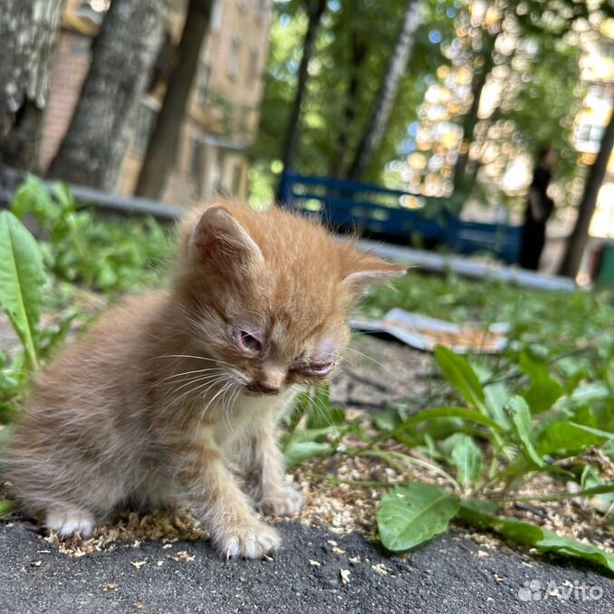 Котенок бездомный нужна помощь