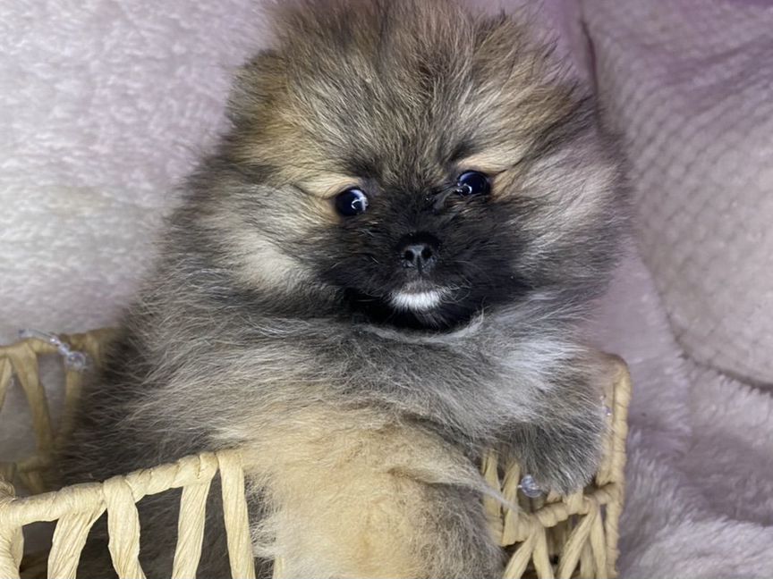 Померанский шпиц