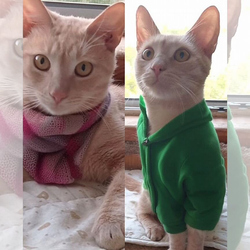 Персиковый котенок в добрые руки