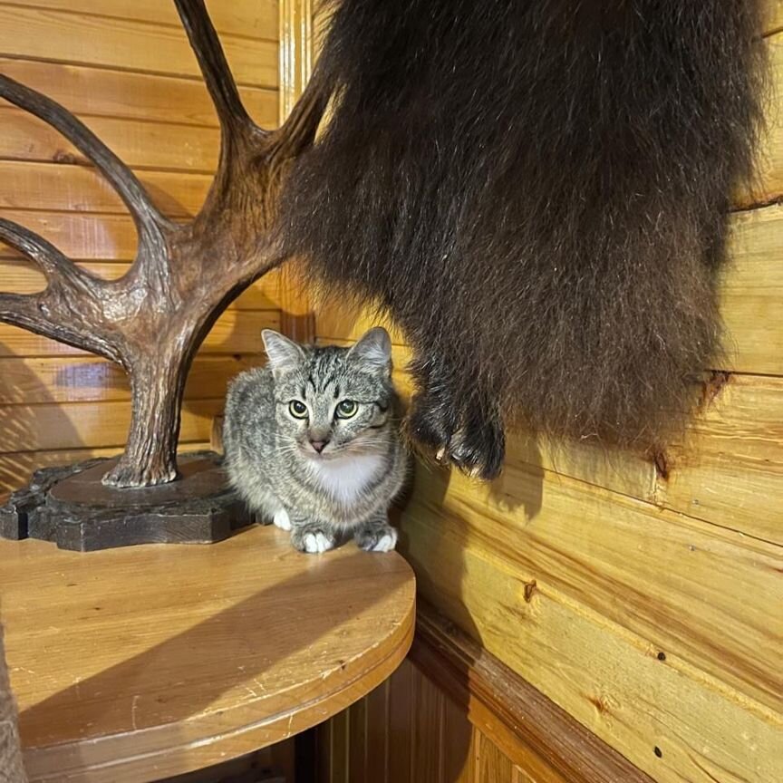 Любовь и счастье в дом