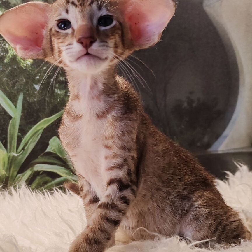 Ориентальный котёнок