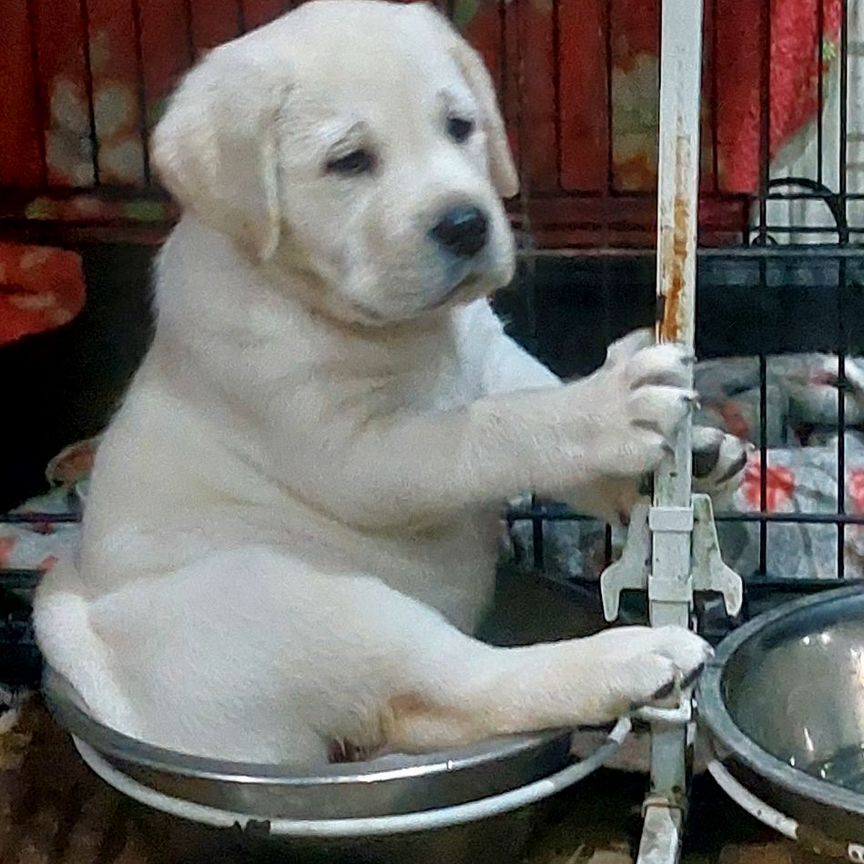 Лабрадор-ретривер, щенок