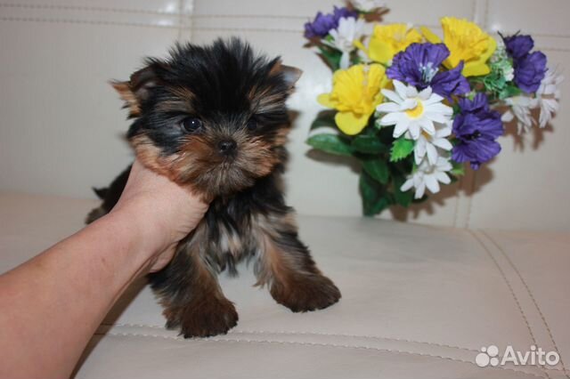 Очень кукольный мини малыш без брака 2,5 мес