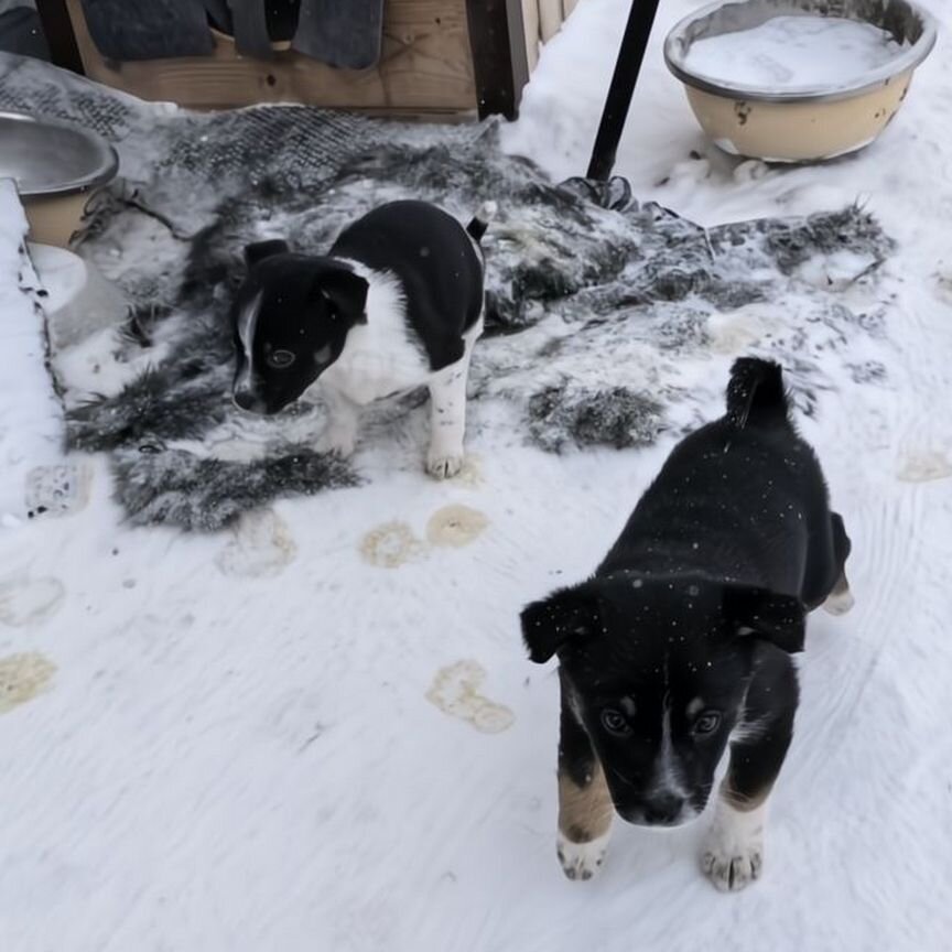 Щенок в добрые руки