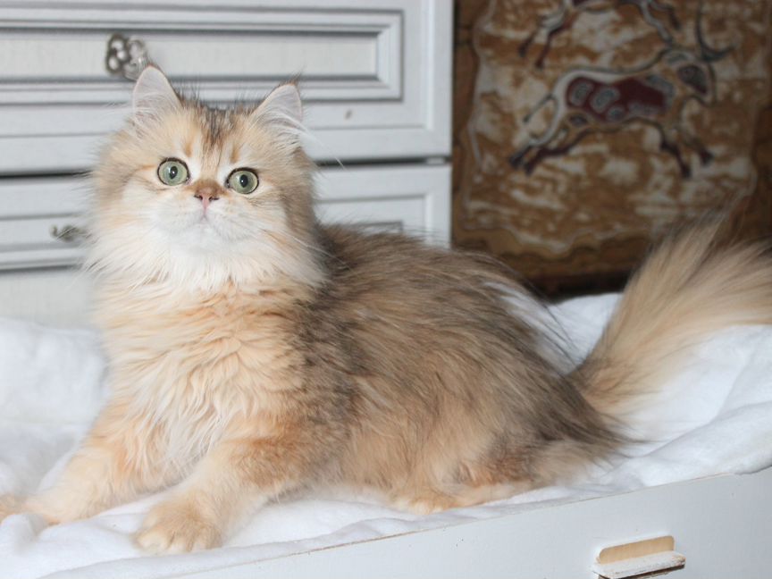 Котик золотой британский