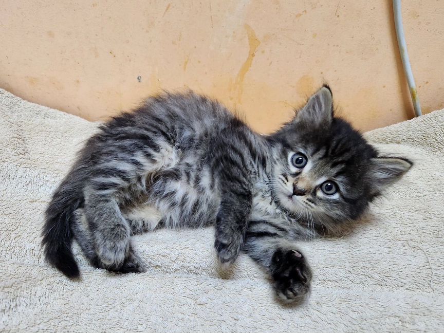 Ласковый красивый котенок в добрые руки