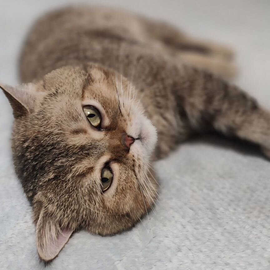 Шотландский вислоухий короткошёрстный, взрослый кот