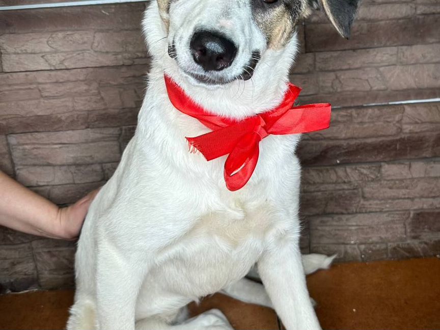 Белый щенок в добрые руки