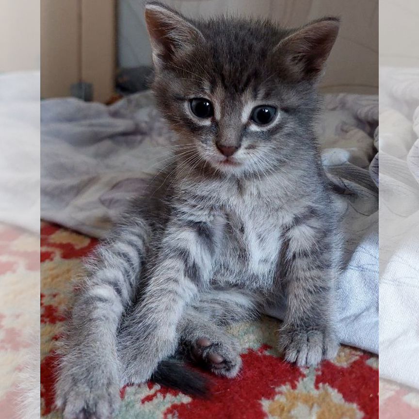 Отдам котят в добрые руки