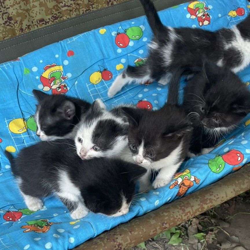 Котята в добрые руки