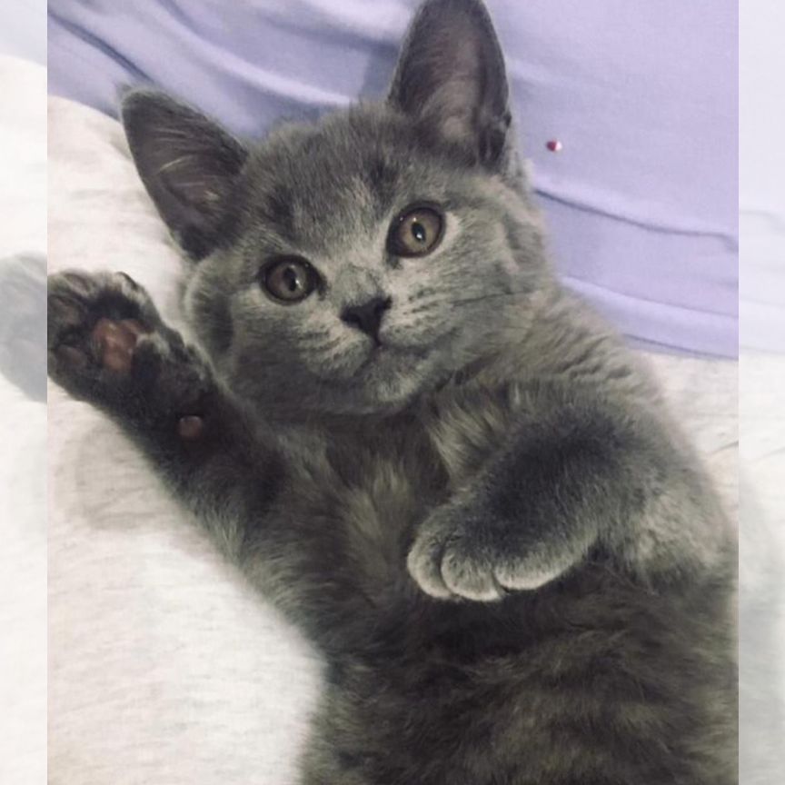 Котята русская голубая