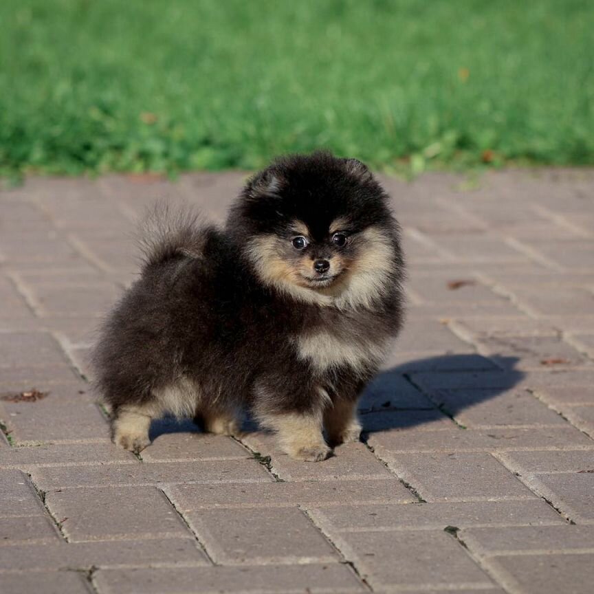 Шпицульки-красотульки