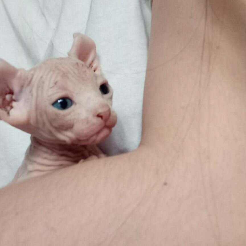 Котёнок сфинкс эльф