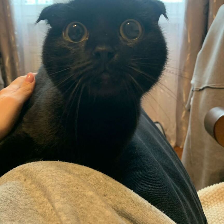 Котики в подъезде