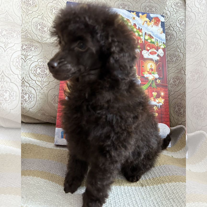 Пудель, щенок