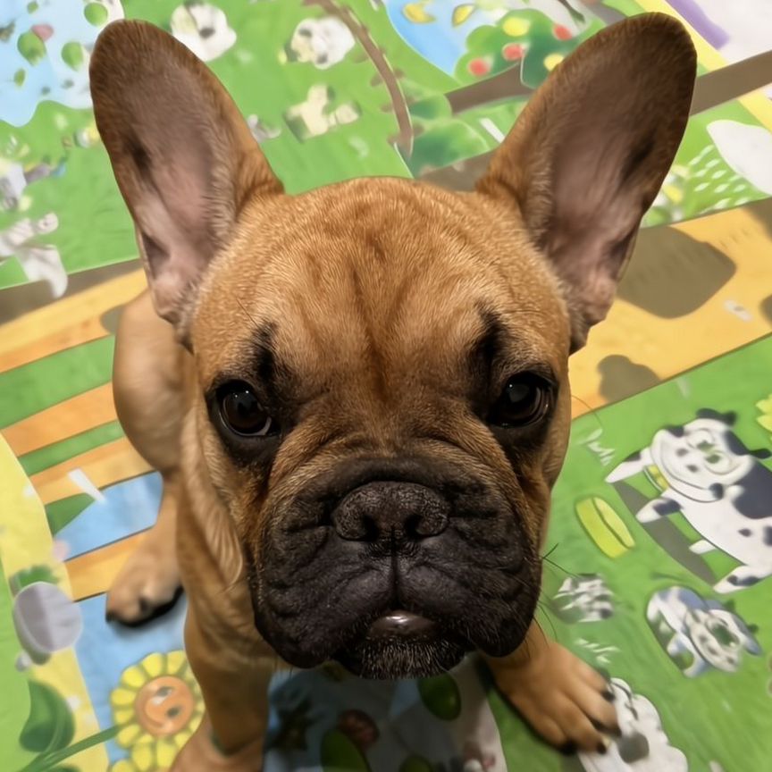 Французский бульдог, щенок
