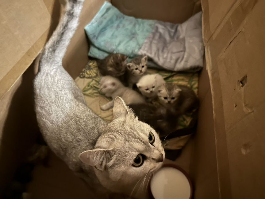 Котята британская шиншила