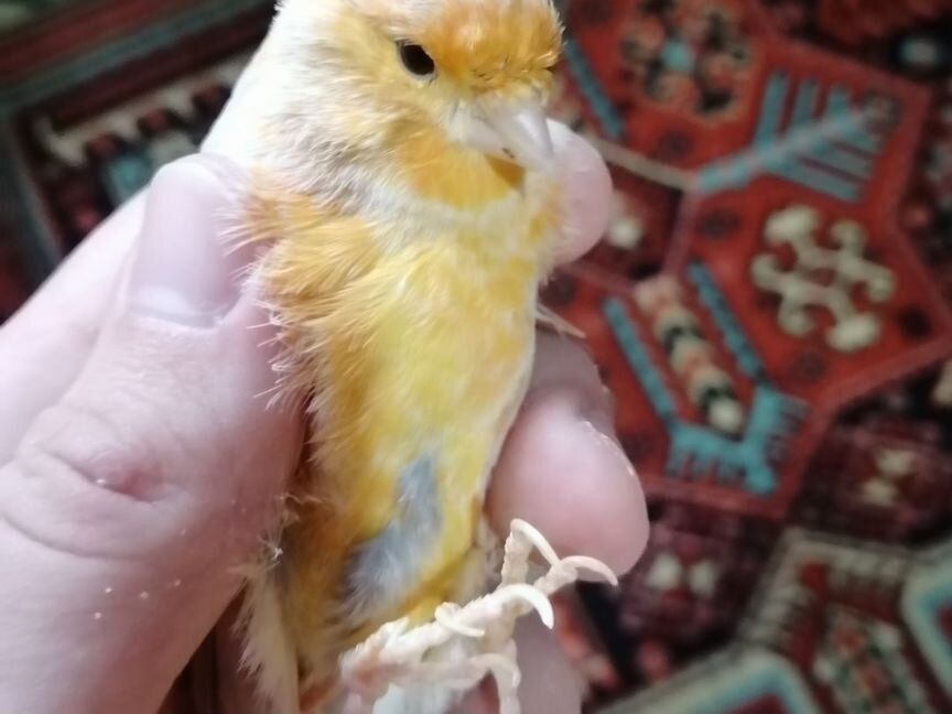 Продам самку канарейки породы изабелла