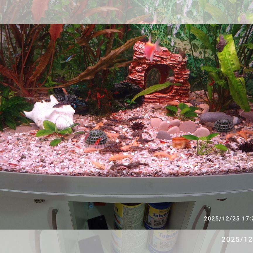 Сомики и креветки Вишенка