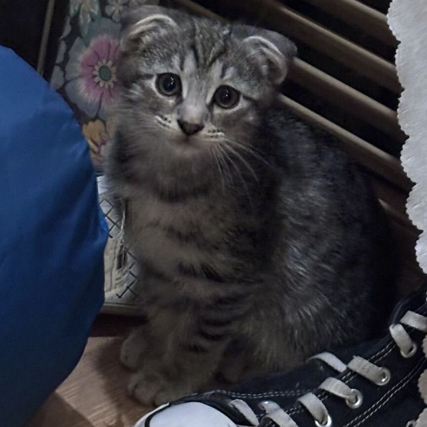 Британский короткошёрстный котёнок