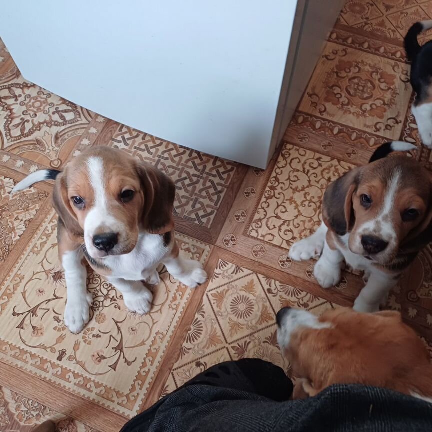 Щенки бигль девочка 2 месяца было 18ого