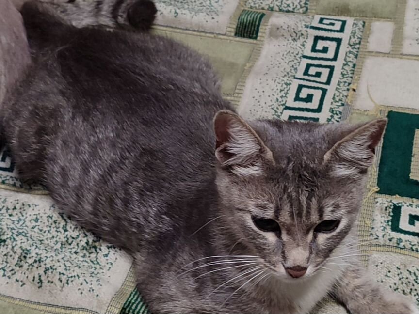 Найдена кошка