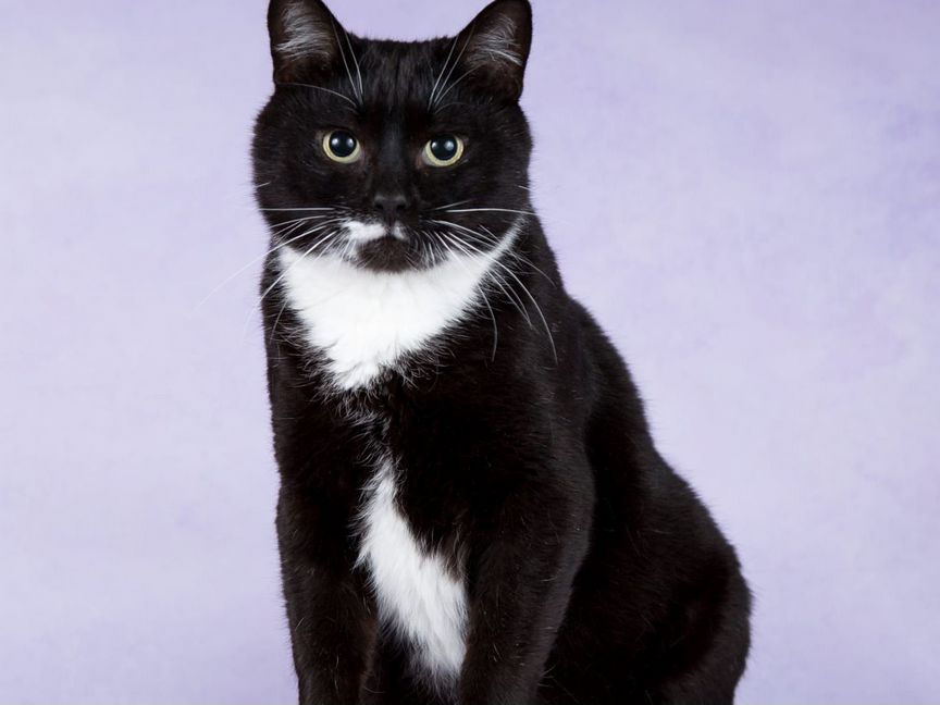 Котик Мурсик в дар, в добрые руки