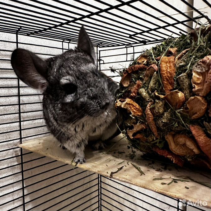 Шиншилла даром