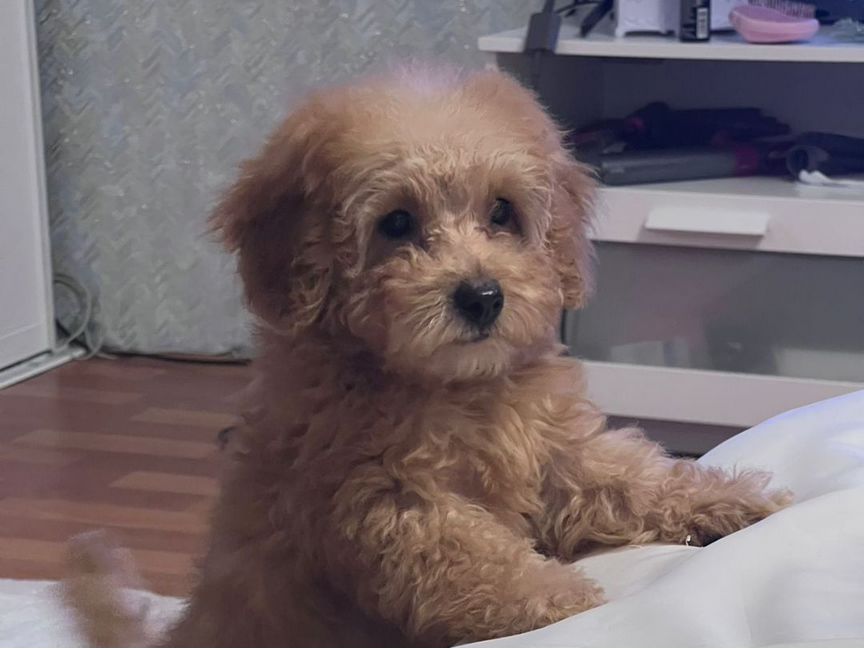 Мальтипу мини мальчик