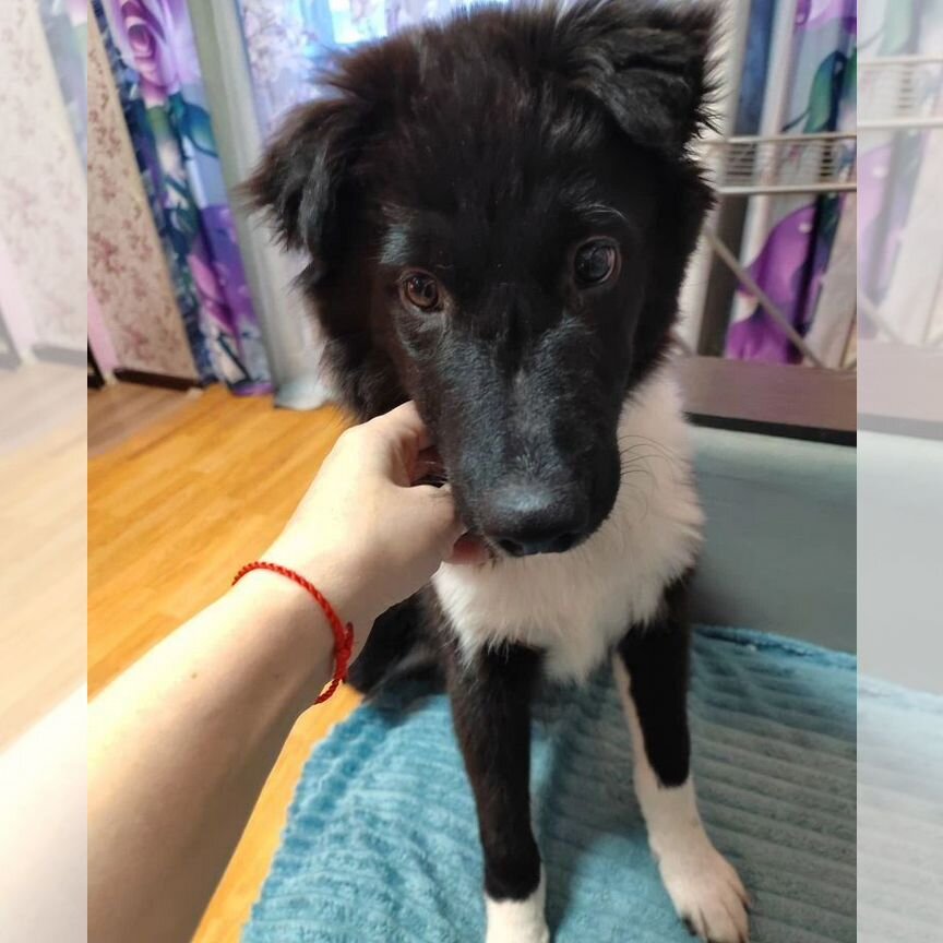 Щенок в добрые руки