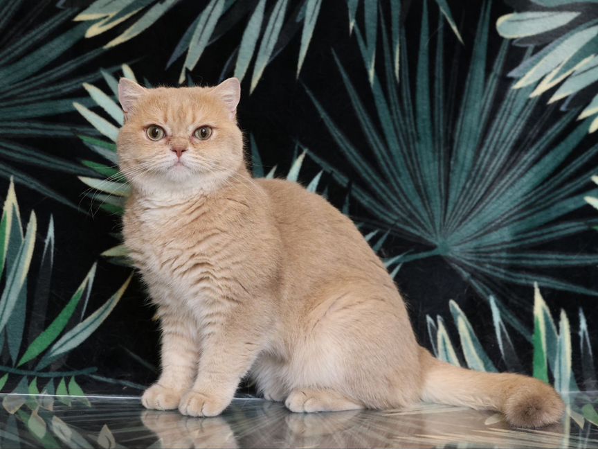 Британский котик Квентин