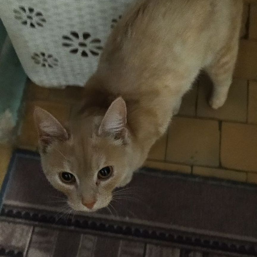 Рыжий котик в добрые руки