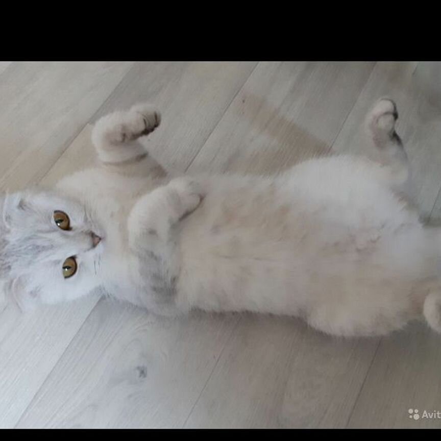 Шотландский прямоухий короткошёрстный котёнок