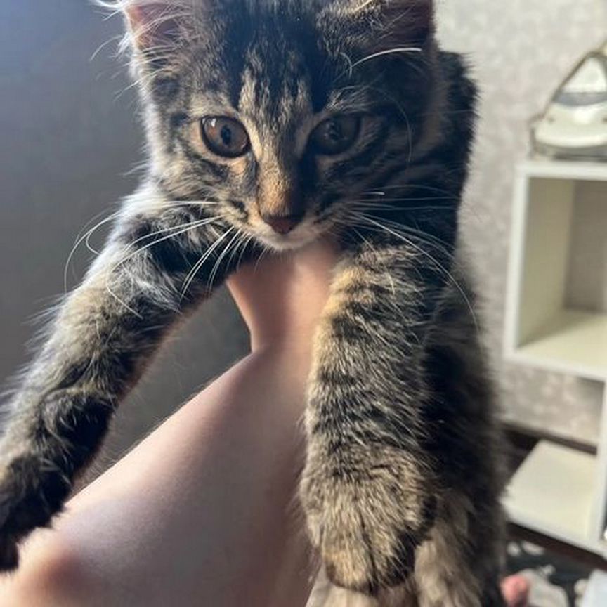 Сибирская лапочка девочка