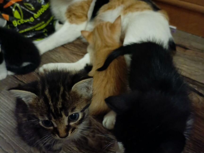 Котята в добрые руки бесплатно