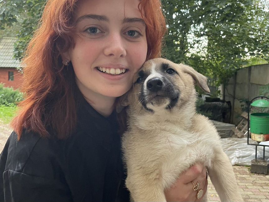 Щенки бельгийской овчарки малинуа