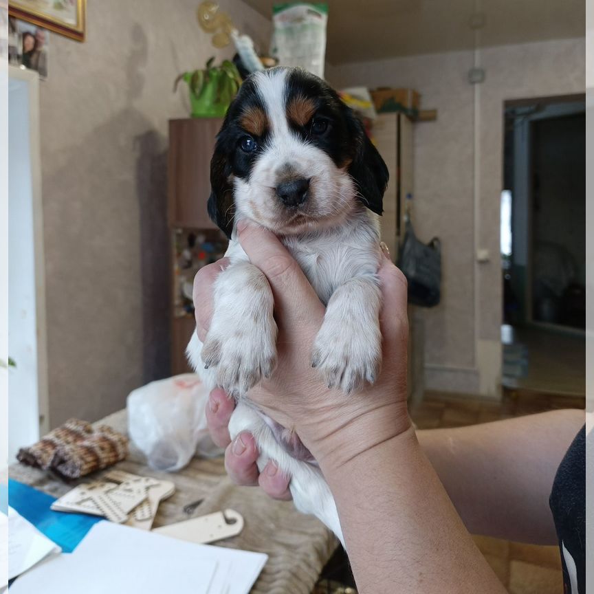 Щенок русский охотничий спаниель