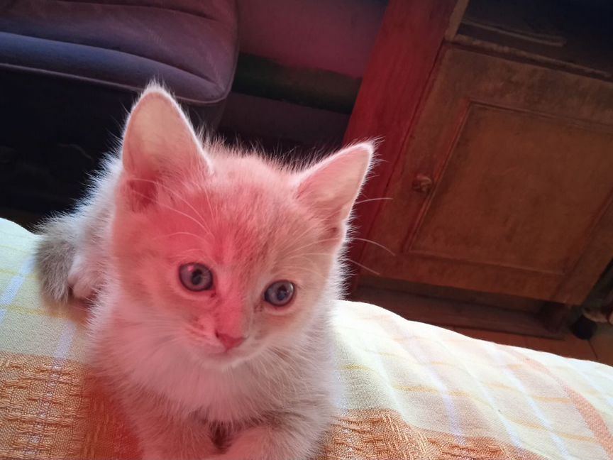 Котята в добрые руки бесплатно девочки